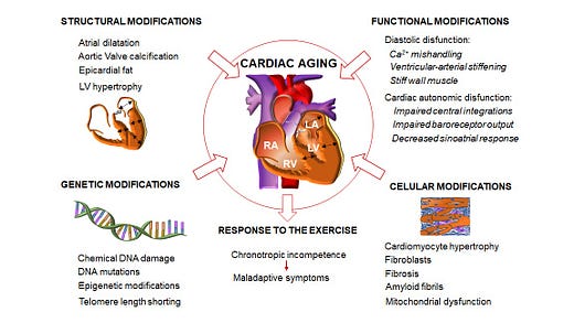 Neuro Athletics | Louisa Nicola | Substack