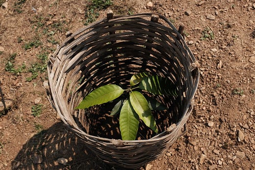 Team McComas | Wade McComas | Substack