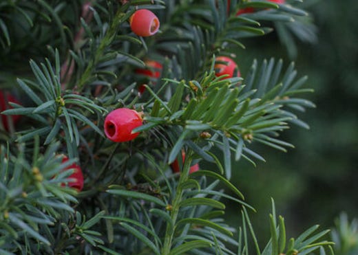 ImmunoLogic | Dr. Andrea Love | Substack