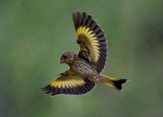 Death & Birds | Chloe Hope | Substack