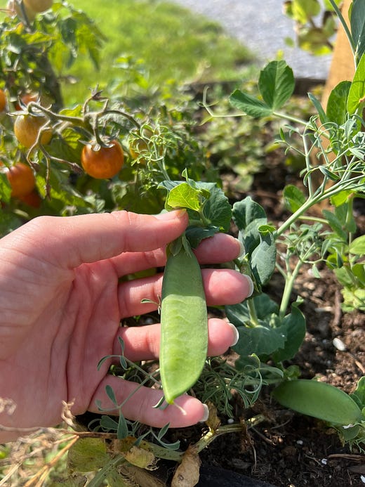 House of Green | Alexandra Fasulo | Substack