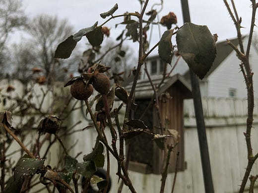 Stellify | Ryan Elizabeth | Substack