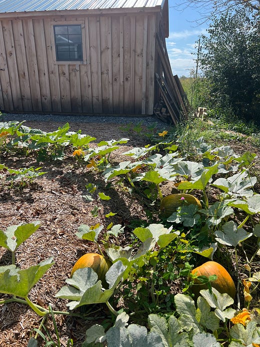 House of Green | Alexandra Fasulo | Substack