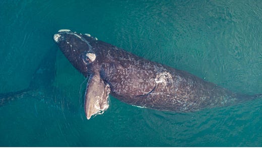 Bruja Maldada | Elisa Díaz | Substack