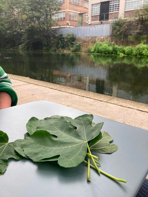 Kitchen Project #107: All about Fig Leaves - by Nicola Lamb
