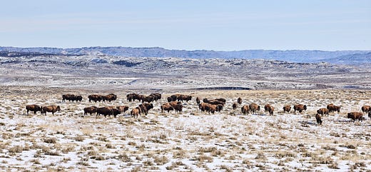 Earth Hope | Amanda Royal | Substack