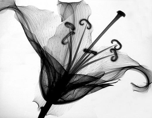 Everyday Heaven...Live Each Extraordinary Day | Cheryl Dalsanders | Substack