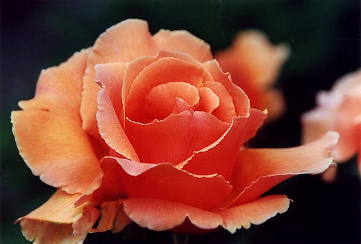 Everyday Heaven...Live Each Extraordinary Day | Cheryl Dalsanders | Substack