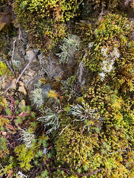 The Wahlflower | Phoebe | Substack