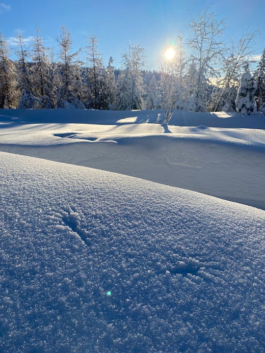 Wild Life with Amy Jay | Substack