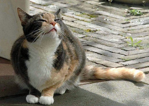 Hello. This Cat. | Substack