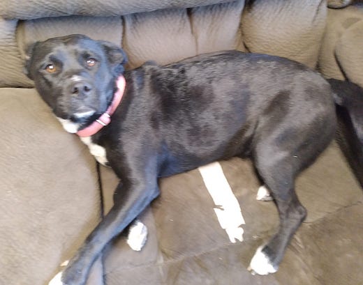 Screaming into the Void | SimulationCommander | Substack