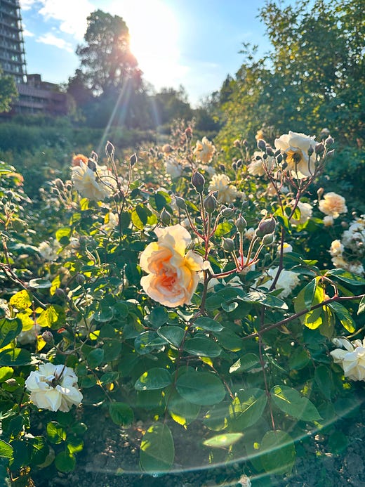 Kind of Wild | Sascha Camilli | Substack