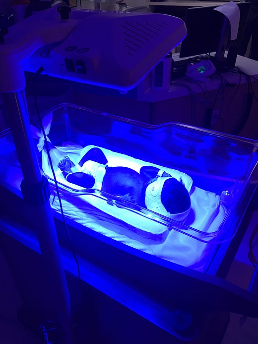 The Lactation College on Substack | Barbara L. Philipp, MD | Substack