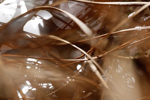 FLOW : Letters from the moss | Michela Griffith | Substack