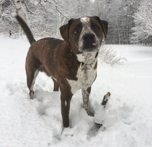 Charlotte's Book | Robin Levine Shobin | Substack