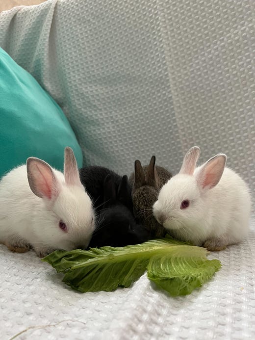 House of Green | Alexandra Fasulo | Substack