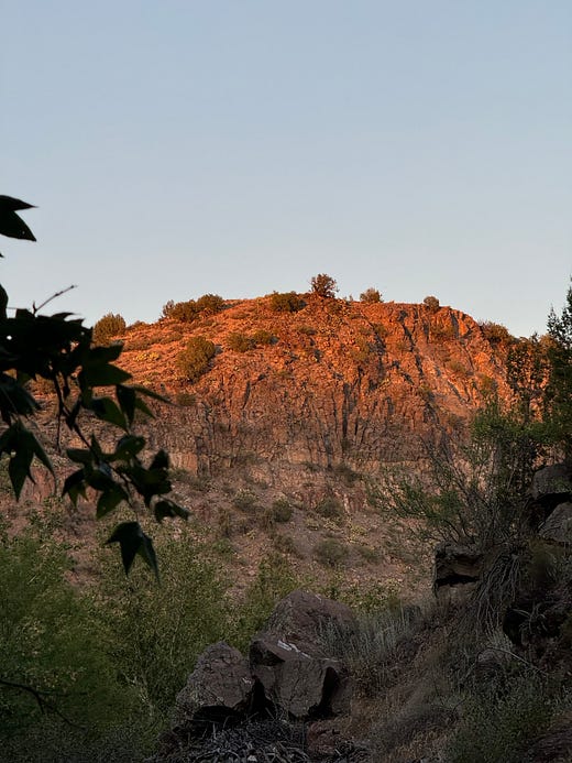 Meghan McCain's Substack | Substack