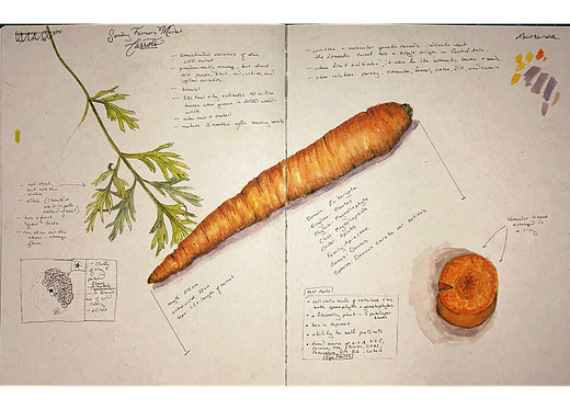 Cricklewood Nature Journal | Susannah Fisher | Substack