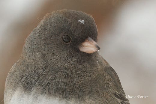 My Gaia | Diane Porter | Substack