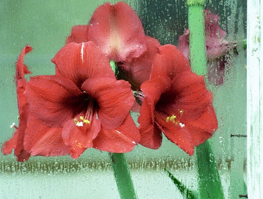 Everyday Heaven...Live Each Extraordinary Day | Cheryl Dalsanders | Substack