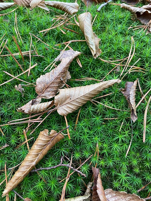 海马星球 Seahorse Planet | Substack