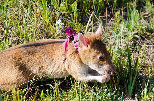 Southeast Asian Archaeology | Noel Hidalgo Tan | Substack