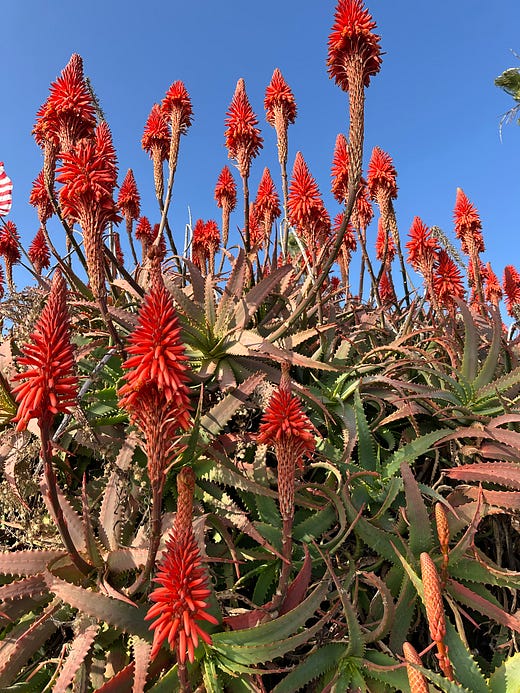 JENNY SAIS QUOI | Jenny Walton | Substack