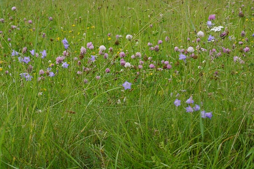 The Painted Caravan | Isabella Ann | Substack