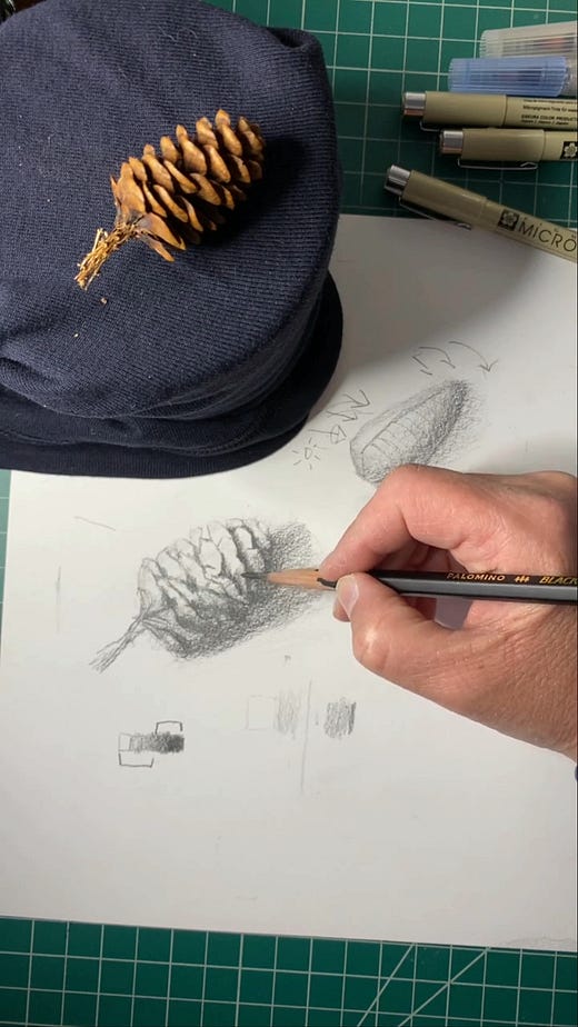 Cricklewood Nature Journal | Susannah Fisher | Substack