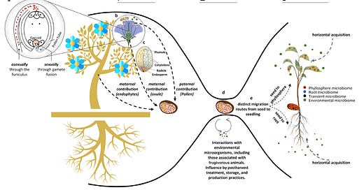 Seed-Borne Microbial Inheritance and The Future of Crop Breeding