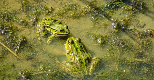 In the Raw | Raw Egg Nationalist | Substack