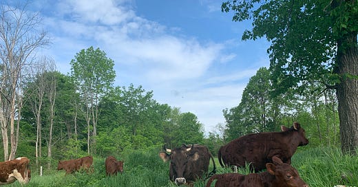 Slowdown Farmstead | Tara | Substack