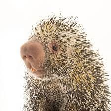 Why American Women Are Undatable - by Mark McDonald, M.D.