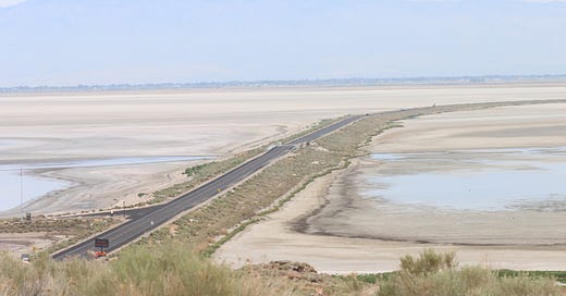 This Week in Birding | Bob Dolgan | Substack