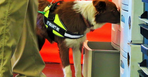 Welcome to Sniffing Bits - by Donna Golemon - Sniffing Bits