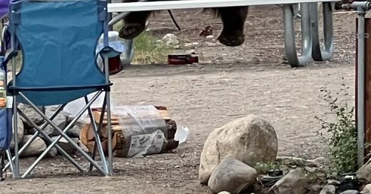 Charlotte Kaufman | Substack