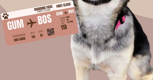 A boonie dog's new adventure in New Hampshire