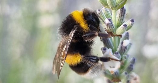 Colligo | Erik J Larson | Substack