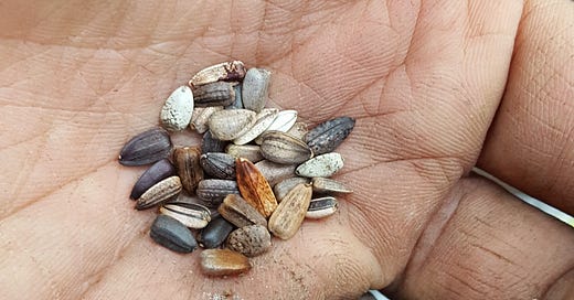 The Josephine Porter Institute - Applied Biodynamics | Stewart K Lundy | Substack