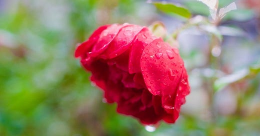 Trackless Wild with Janisse Ray | Substack