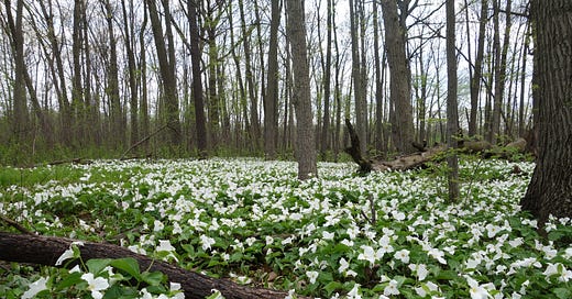 Joseph Gardens | Joseph Tychonievich | Substack