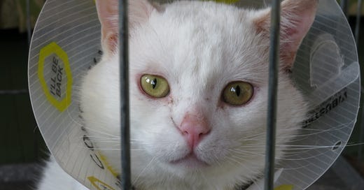 Matte & Shiny Objects | Ananda X. Suddath | Substack