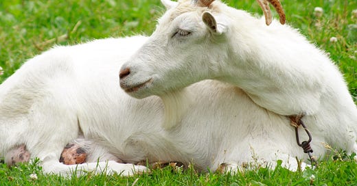 The Goat Barn | Amanda Pieper | Substack