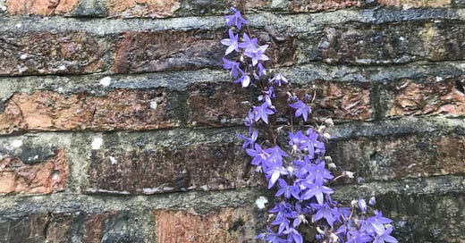 Areopagus | The Cultural Tutor | Substack