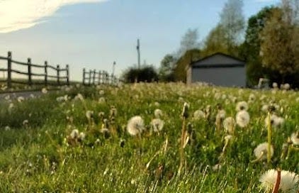 Dandelion Revolution Press | Substack