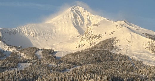 Dear William | Susie Shaw | Substack