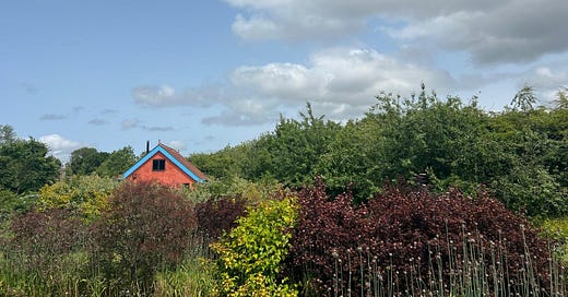 Common Farm Flowers by Georgie Newbery | Substack