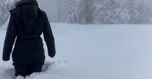 Wild Life with Amy Jay | Substack