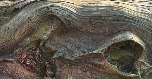 海马星球 Seahorse Planet | Substack